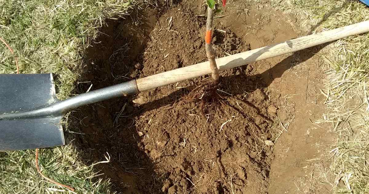 Plant Fruit trees the right way and the best compost for fruit trees! – Food For Life Garden