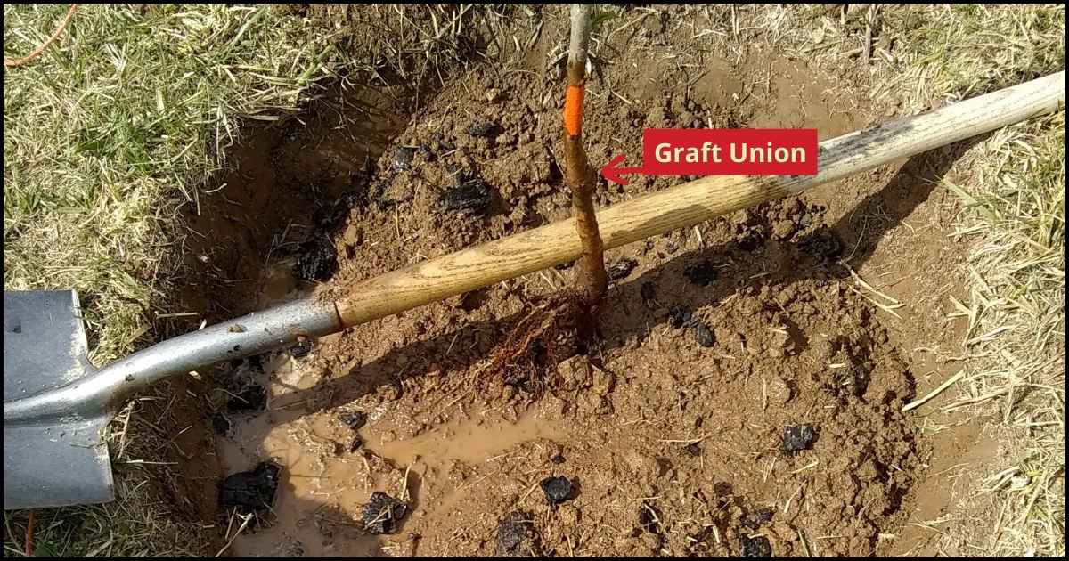 Plant Fruit trees the right way and the best compost for fruit trees ...