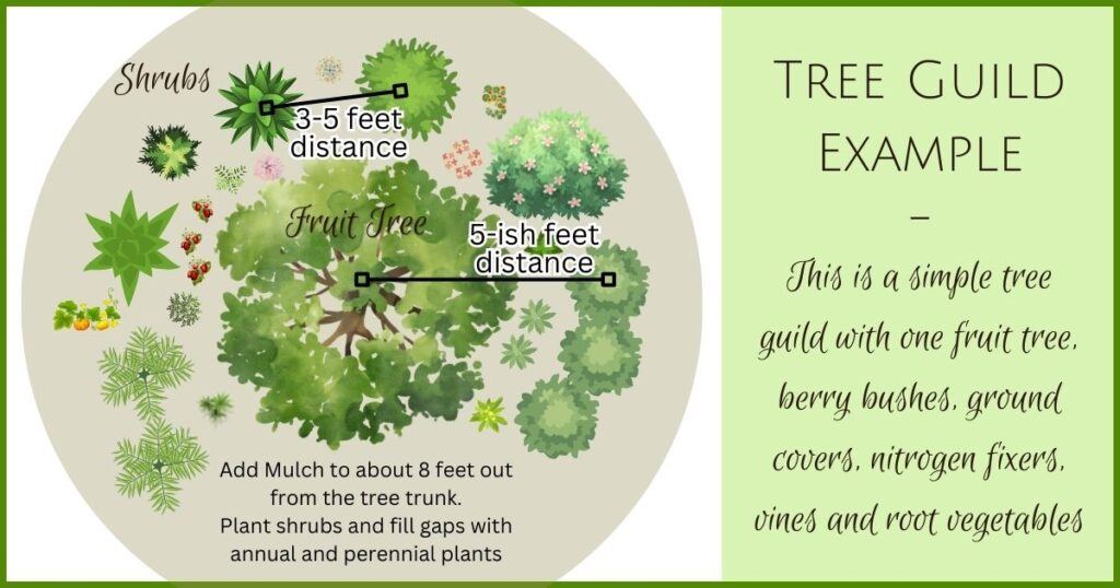 How To Grow A Food Forest Starting With Tree Guilds – Food For Life Garden