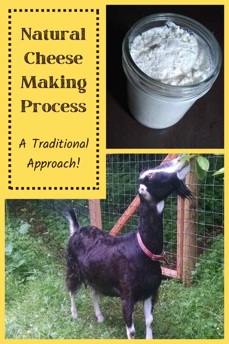 Natural Cheese Making Process: Make Cheese Unique – Food For Life Garden