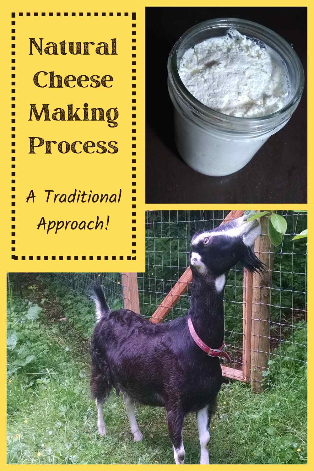 Natural Cheese Making Process: Make Cheese Unique – Food For Life Garden