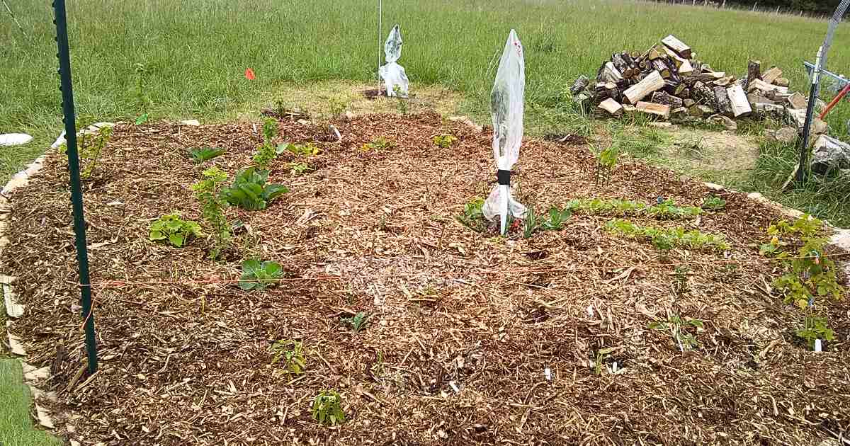 How To Grow A Food Forest Starting With Tree Guilds – Food For Life Garden