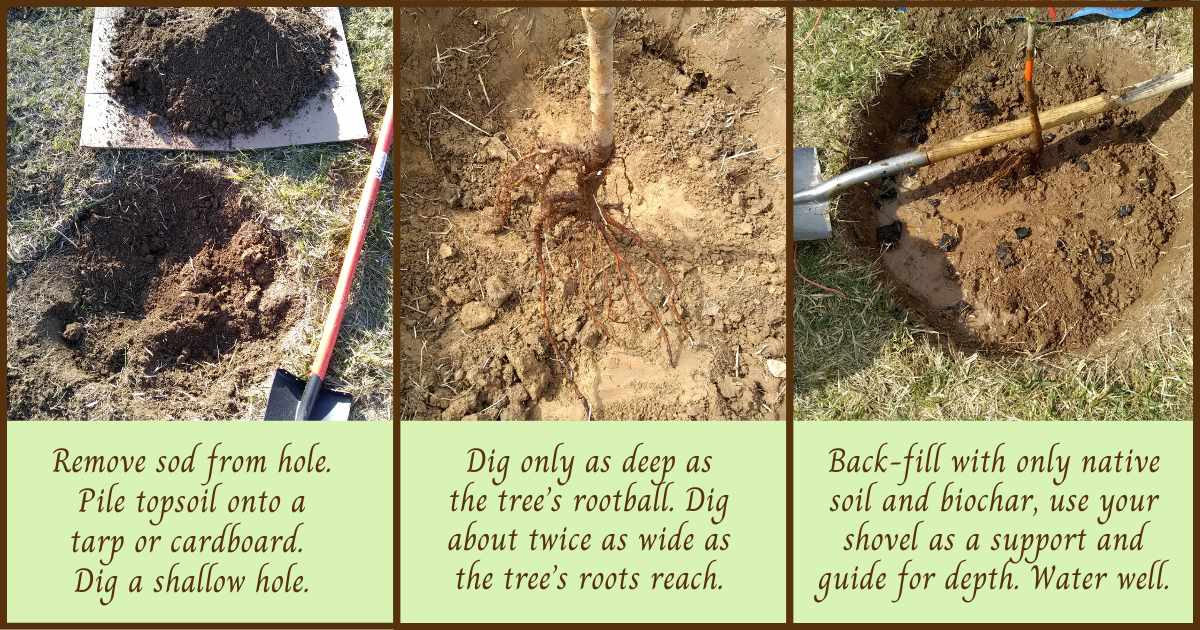 How To Grow A Food Forest Starting With Tree Guilds – Food For Life Garden