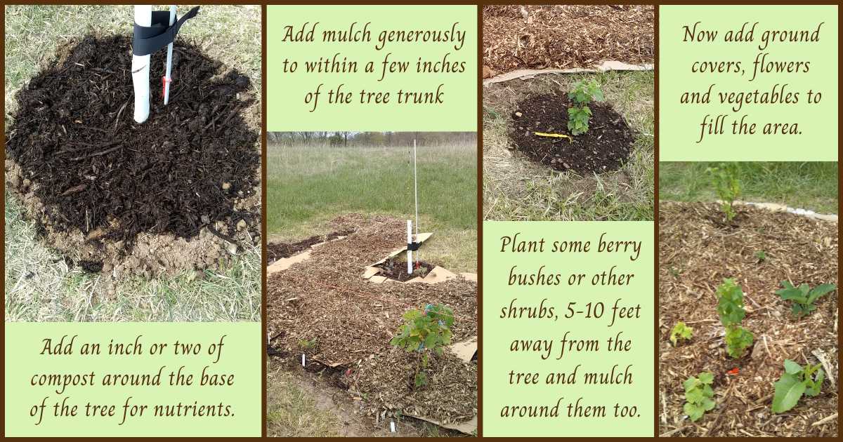 How To Grow A Food Forest Starting With Tree Guilds – Food For Life Garden