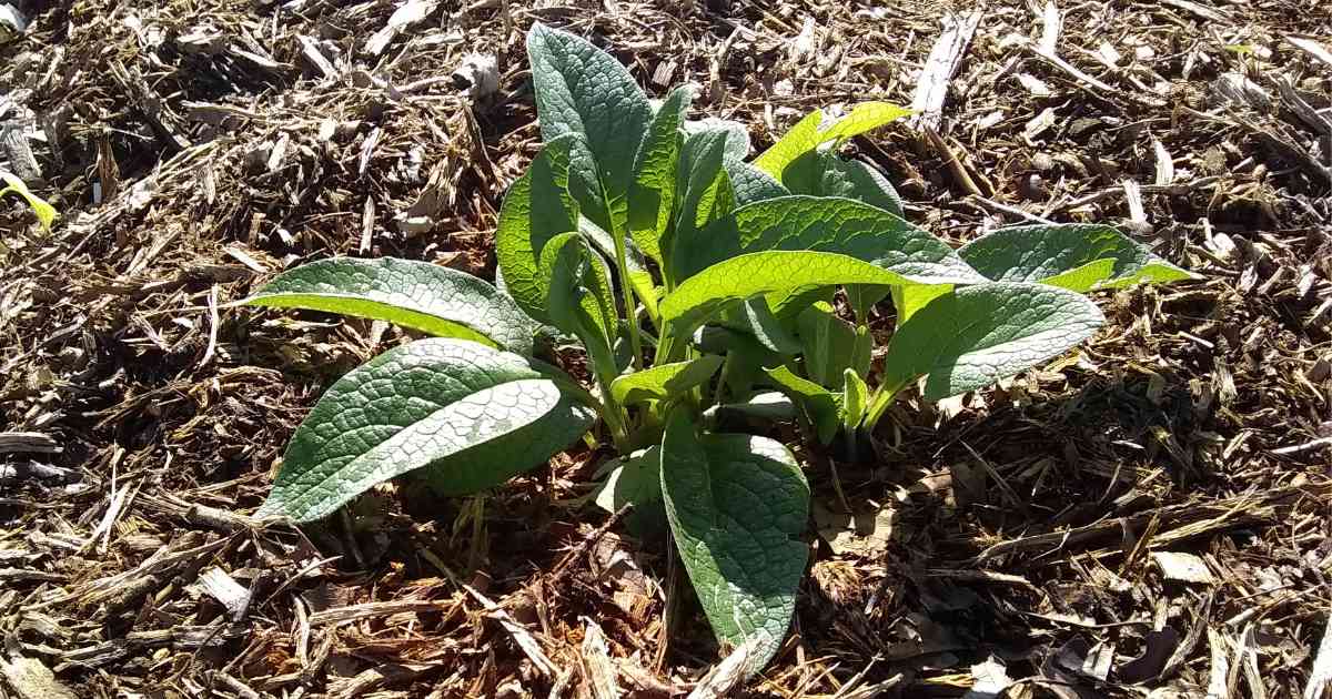 How To Make Mulch From Wood Chips For Your Garden – Food For Life Garden