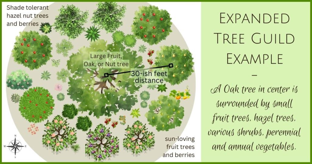 How To Grow A Food Forest Starting With Tree Guilds – Food For Life Garden