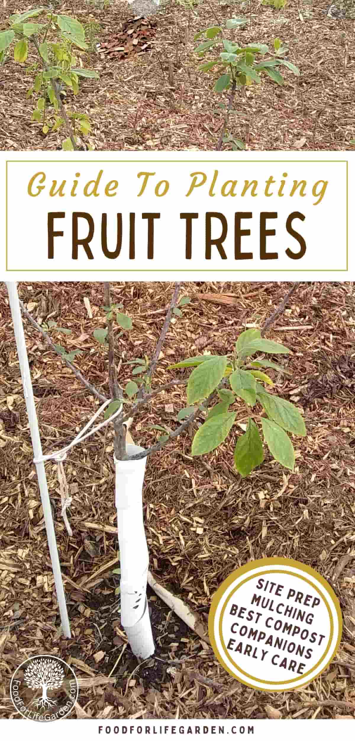 Plant Fruit trees the right way and the best compost for fruit trees ...