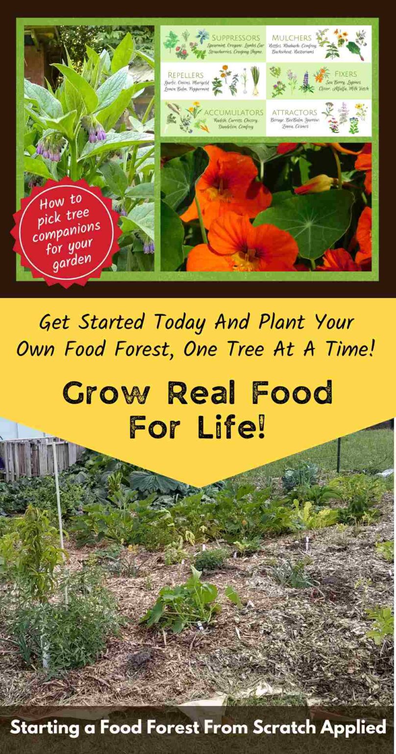 How To Grow A Food Forest Starting With Tree Guilds – Food For Life Garden