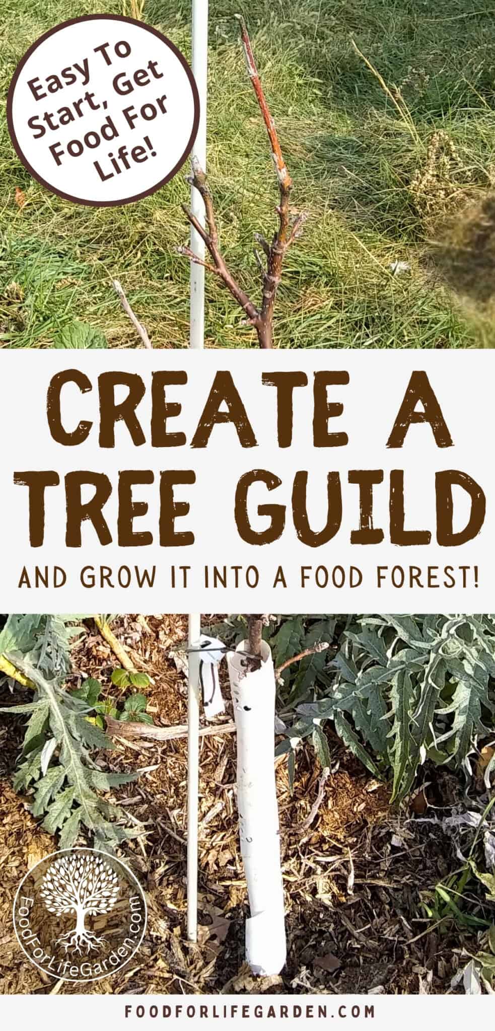 How To Grow A Food Forest Starting With Tree Guilds – Food For Life Garden