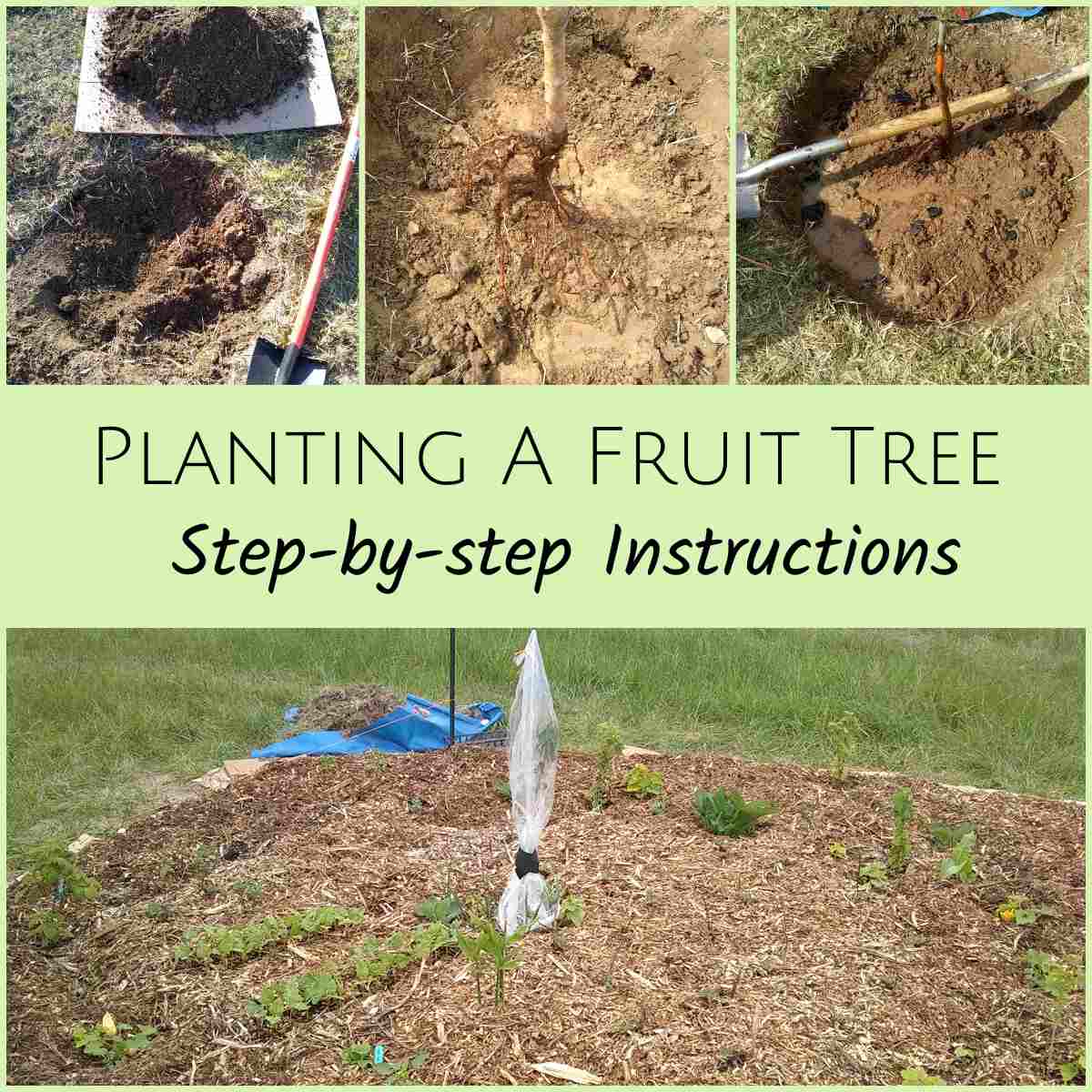 Plant Fruit trees the right way and the best compost for fruit trees ...