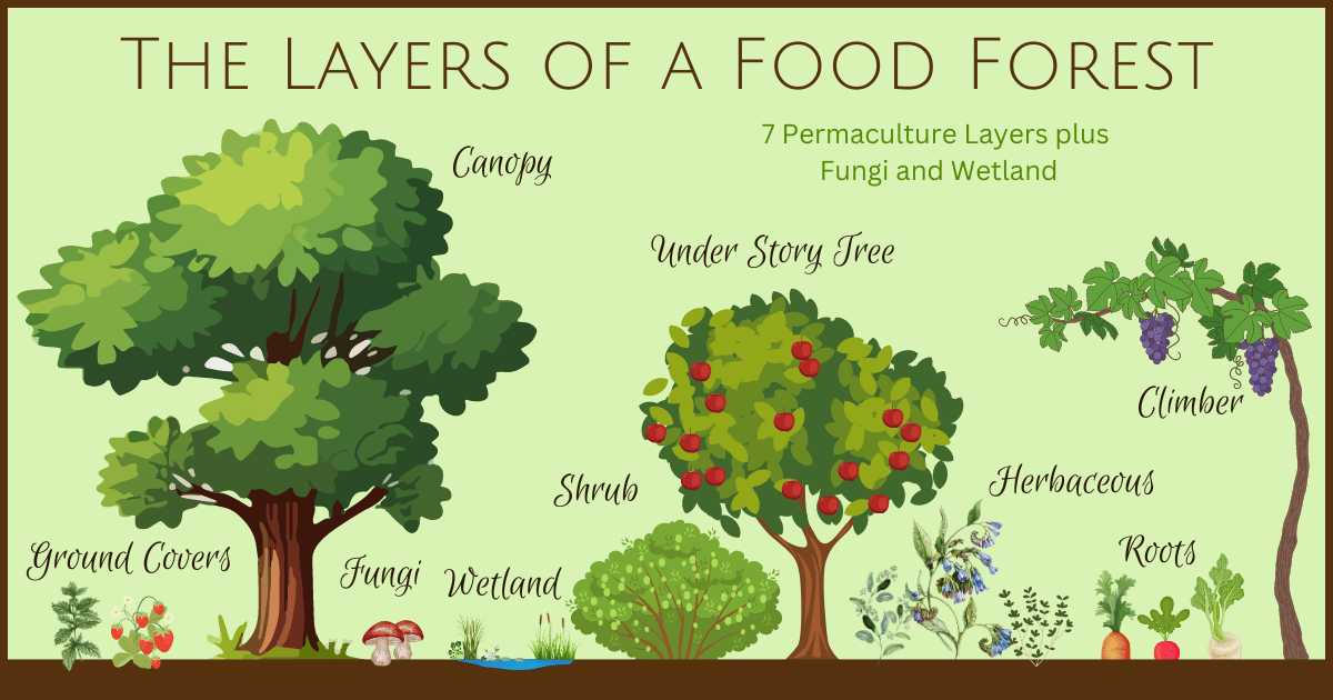 How To Grow A Food Forest Starting With Tree Guilds – Food For Life Garden