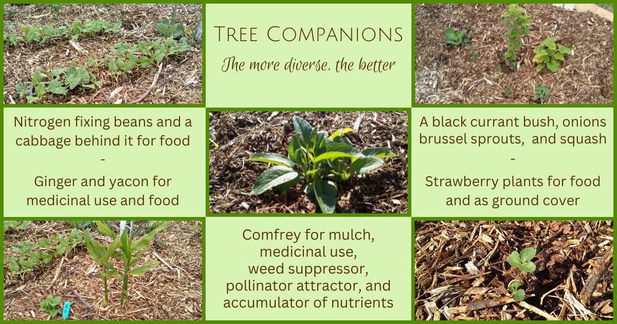 Plant Fruit trees the right way and the best compost for fruit trees ...