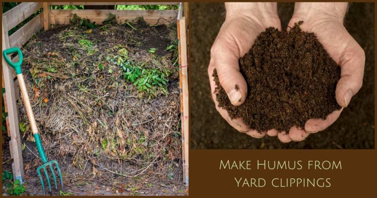 Plant Fruit trees the right way and the best compost for fruit trees ...