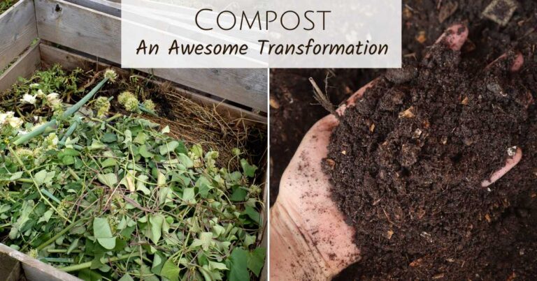 22 Different Types Of Compost, Best Methods And Uses – Food For Life Garden