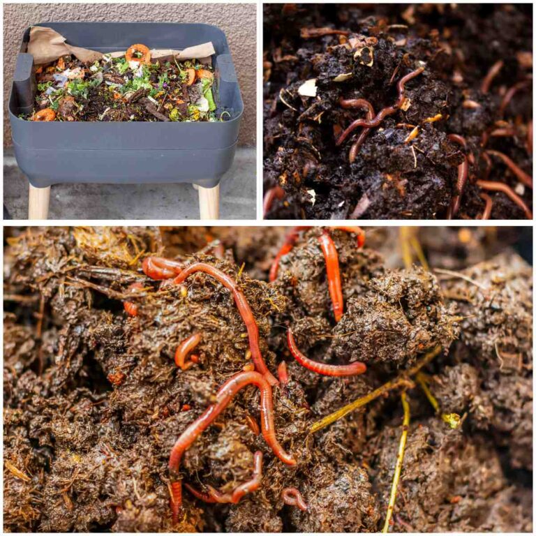 22 Different Types Of Compost, Best Methods And Uses – Food For Life Garden