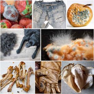 22 Different Types Of Compost, Best Methods And Uses – Food For Life Garden