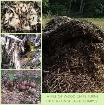 22 Different Types Of Compost, Best Methods And Uses – Food For Life Garden