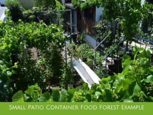 How To Grow A Food Forest Starting With Tree Guilds – Food For Life Garden