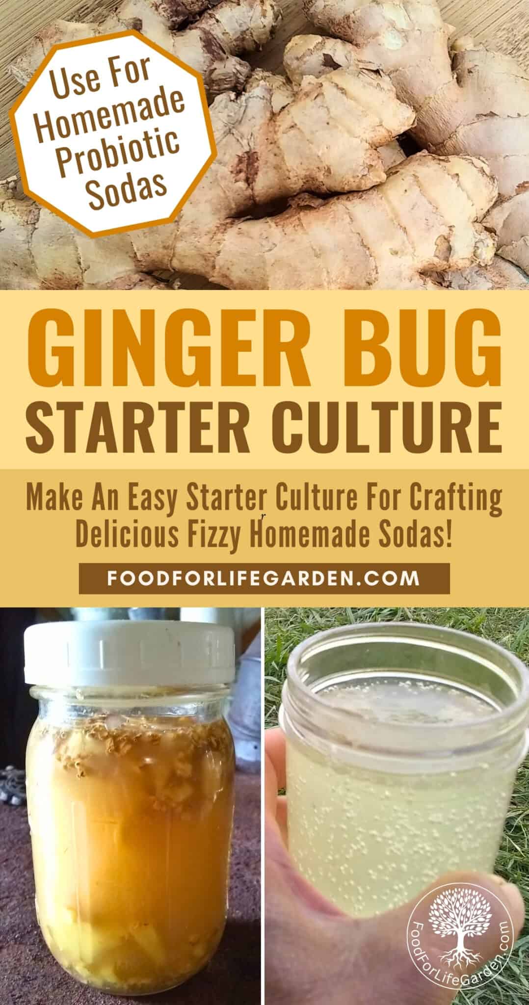 Ginger bug recipe puts exciting fizzy sodas on your table! – Food For ...