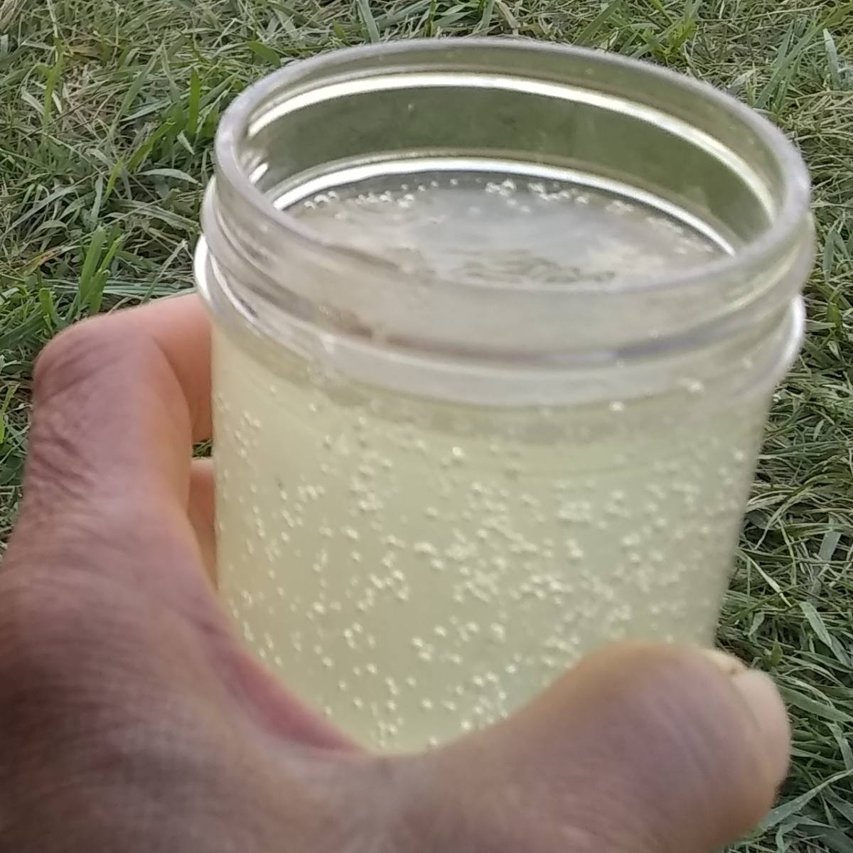 Ginger bug recipe puts exciting fizzy sodas on your table! – Food For ...