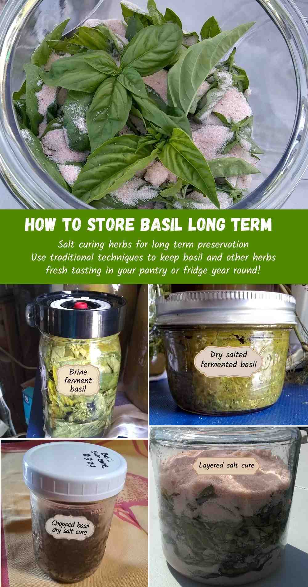 How to store basil long term: Salt-curing herbs – Food For Life Garden