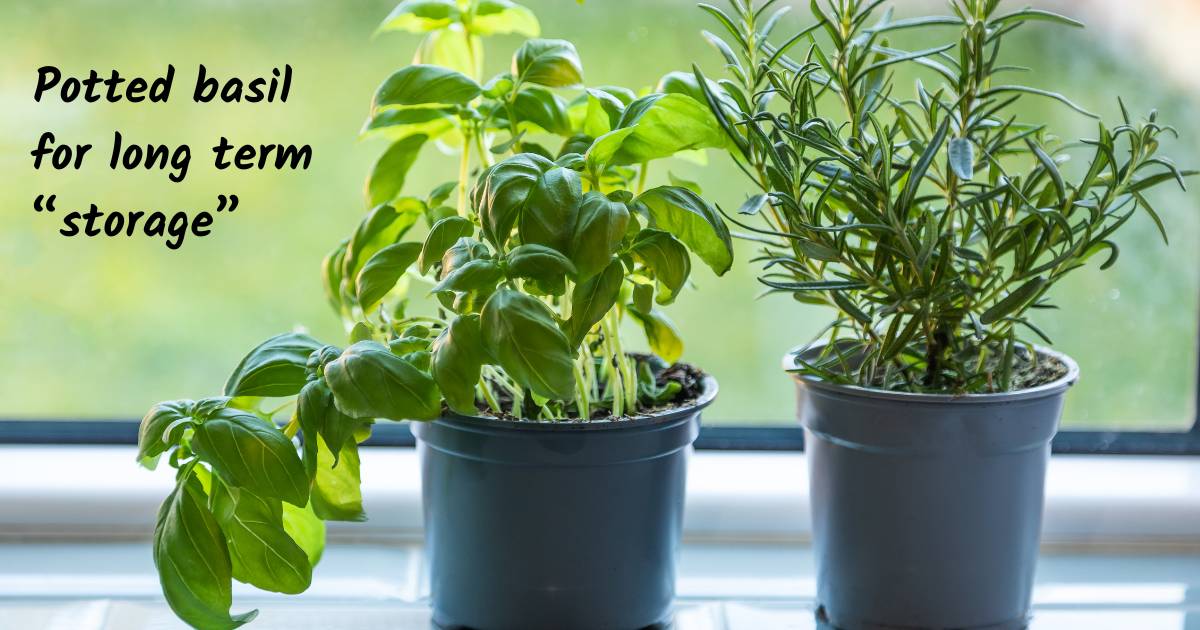How to store basil long term: Salt-curing herbs – Food For Life Garden