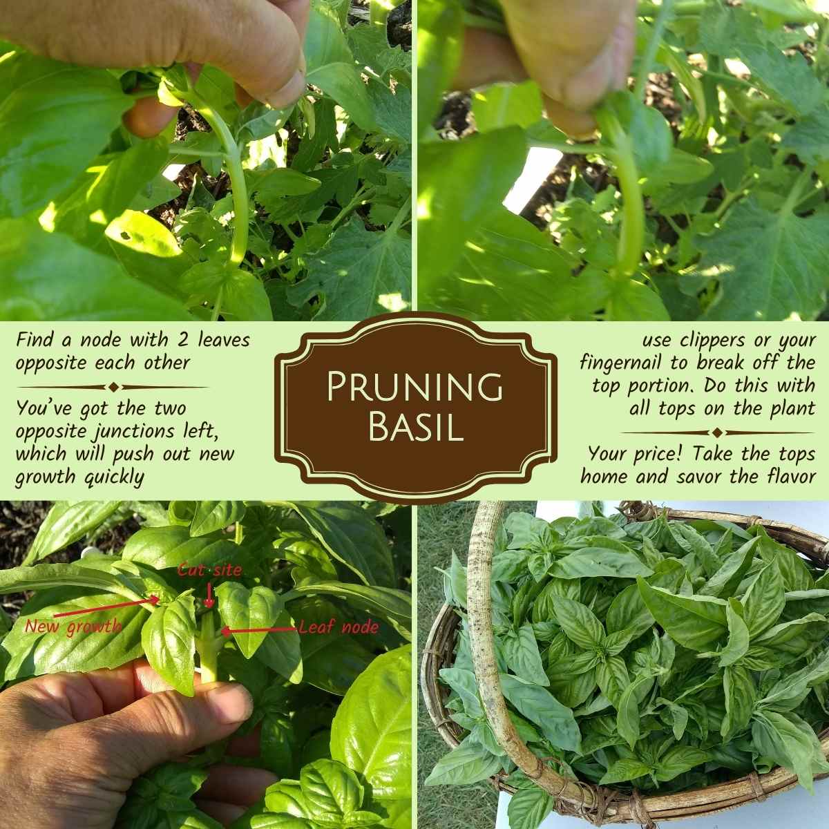 How to store basil long term: Salt-curing herbs – Food For Life Garden