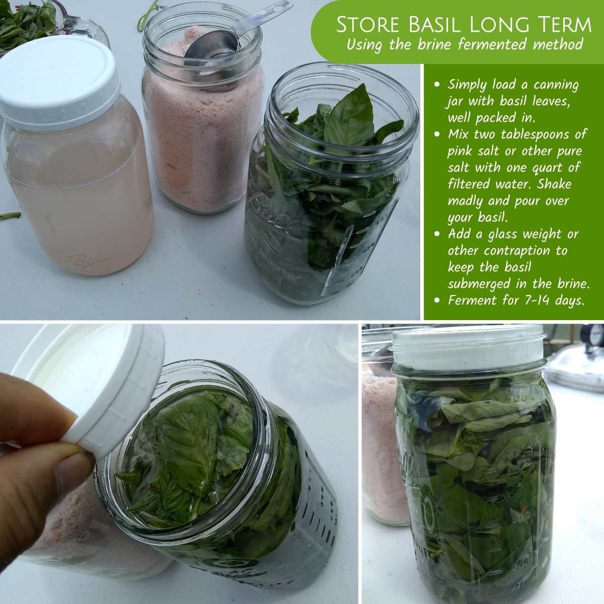 How to store basil long term: Salt-curing herbs – Food For Life Garden