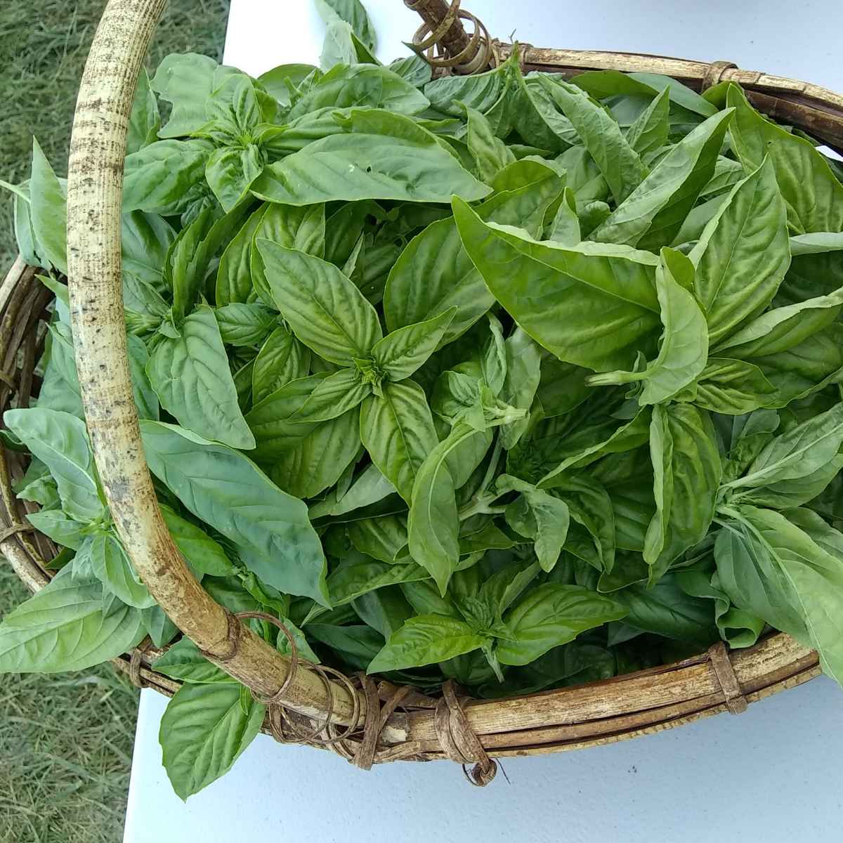 How to store basil long term: Salt-curing herbs – Food For Life Garden
