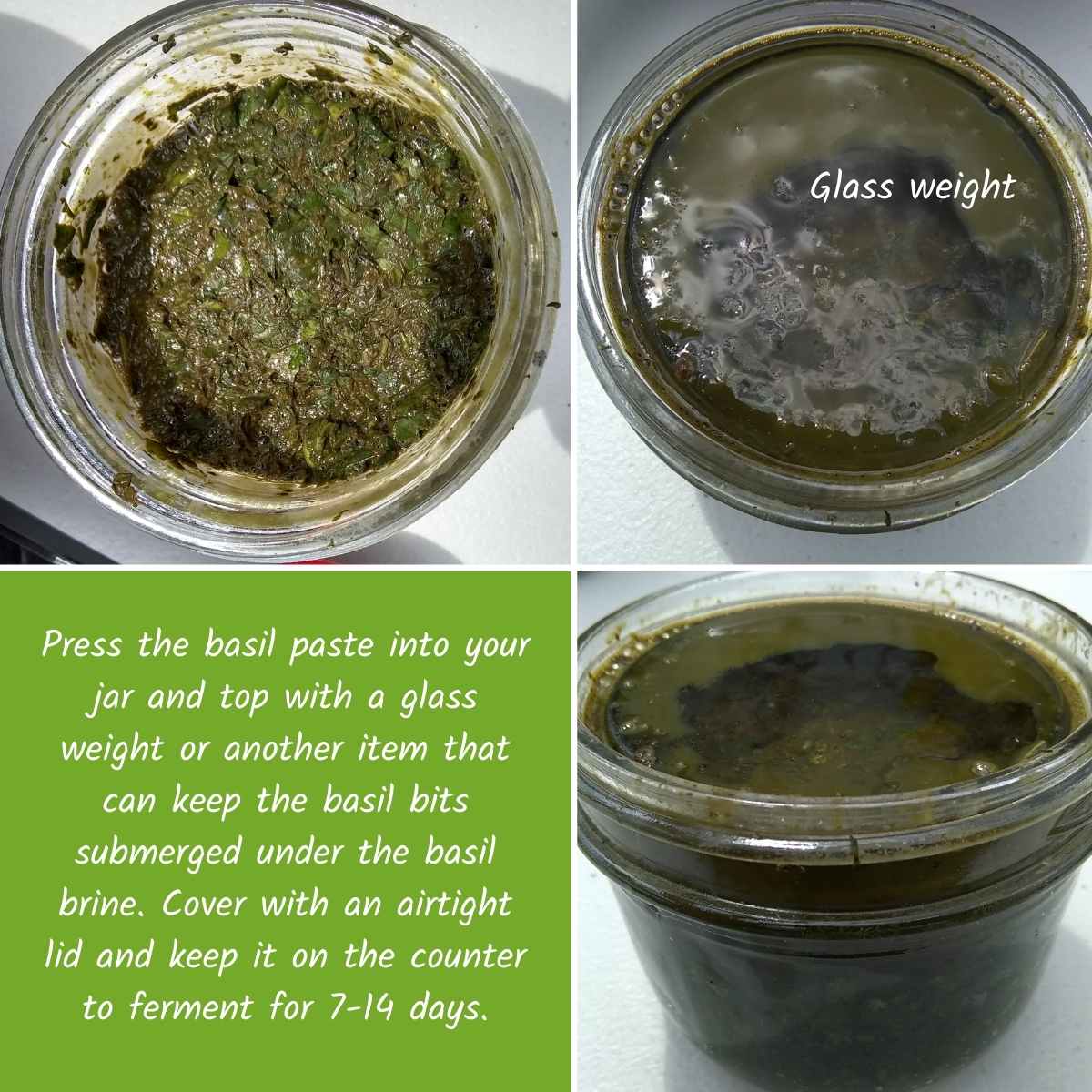 How to store basil long term: Salt-curing herbs – Food For Life Garden