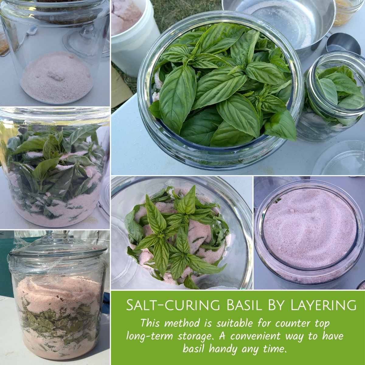 How to store basil long term: Salt-curing herbs – Food For Life Garden