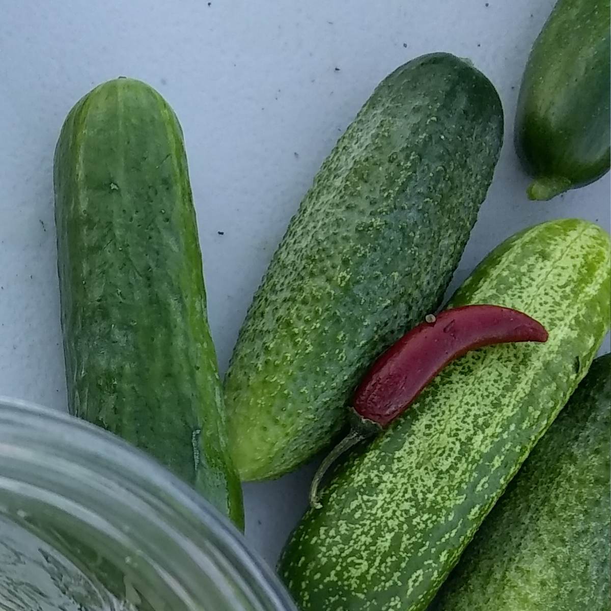 Easy Fermented Cucumber Pickles Are Brimming With Probiotics – Food For ...