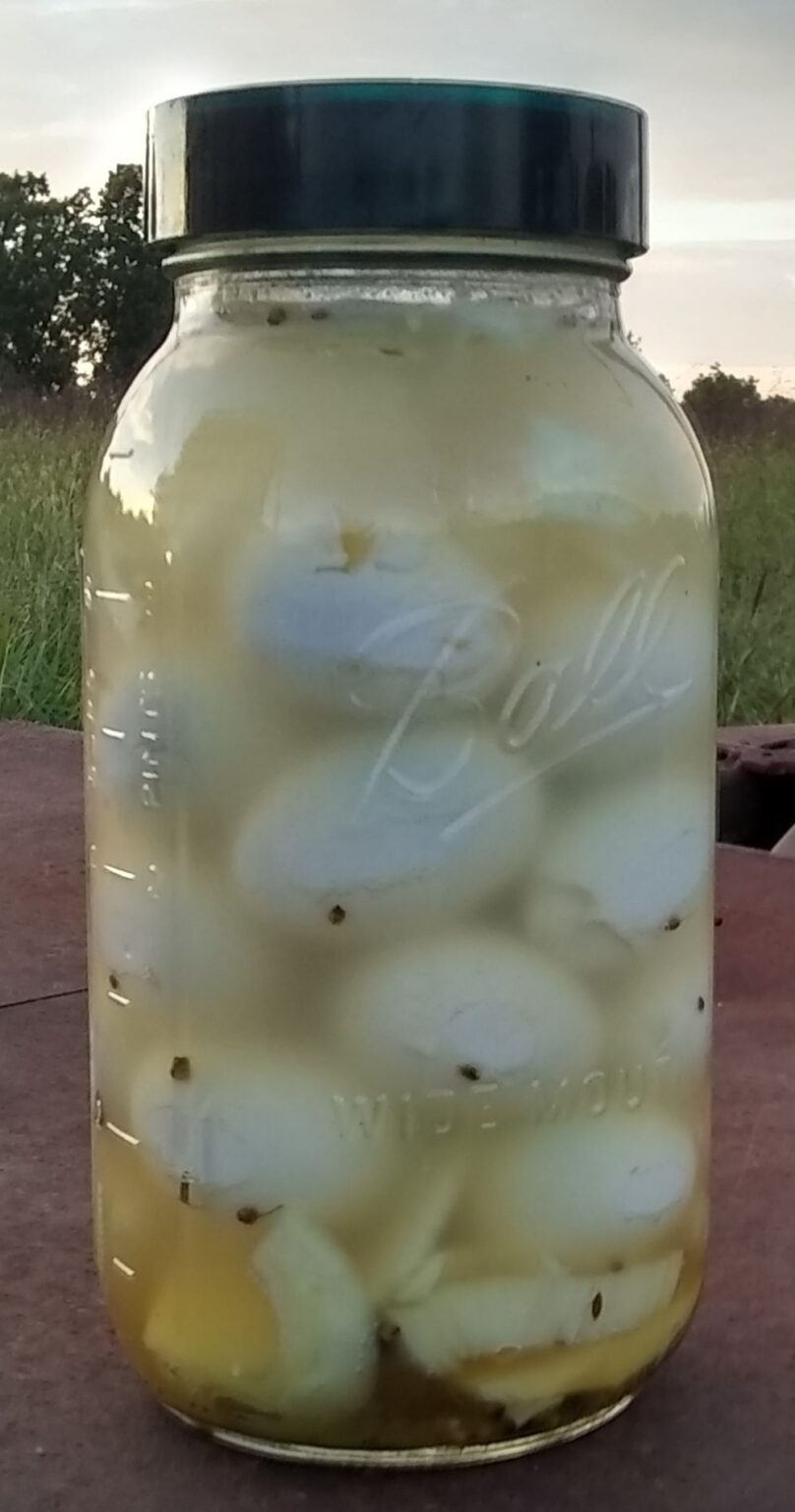 Fermented eggs - make probiotic eggs in a zesty brine – Food For Life ...