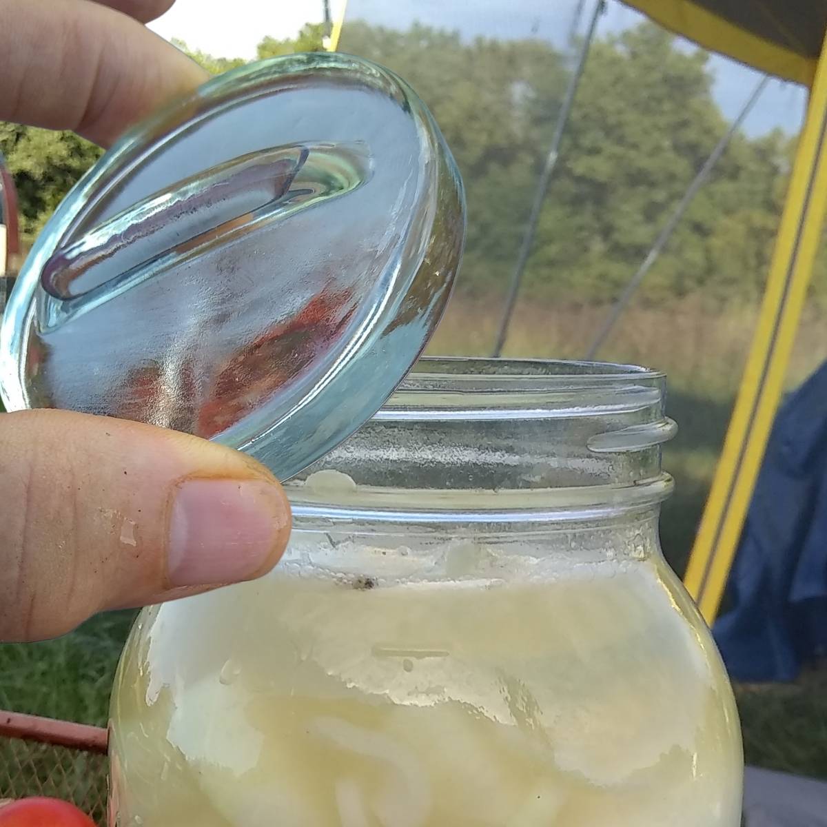 Fermented eggs - make probiotic eggs in a zesty brine – Food For Life ...