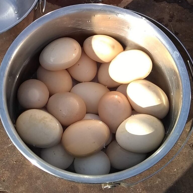 Fermented eggs - make probiotic eggs in a zesty brine – Food For Life ...