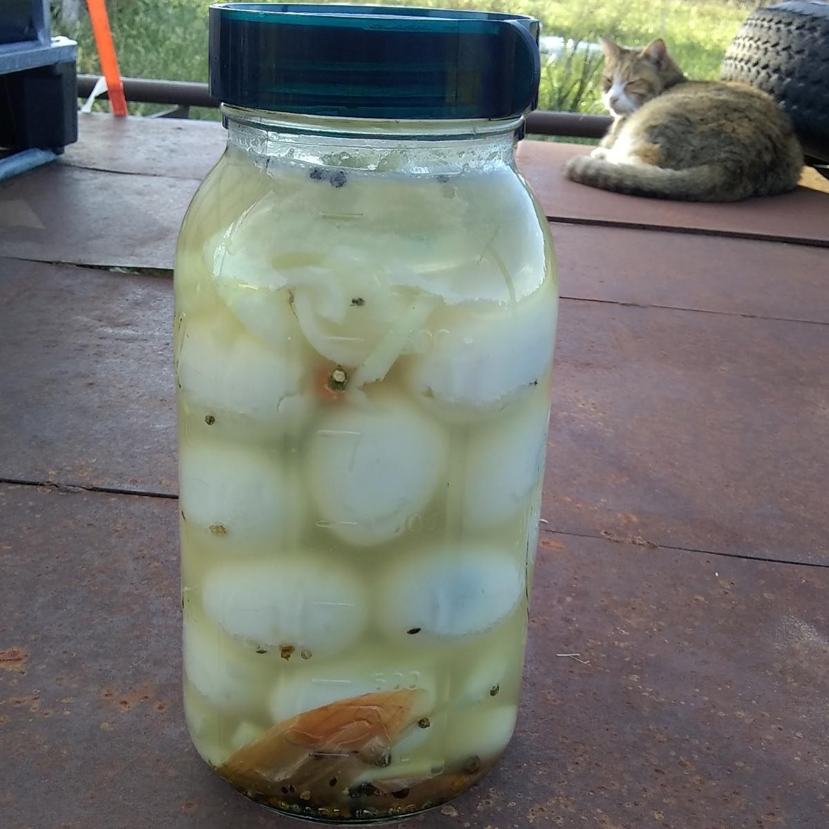 Fermented eggs - make probiotic eggs in a zesty brine – Food For Life ...
