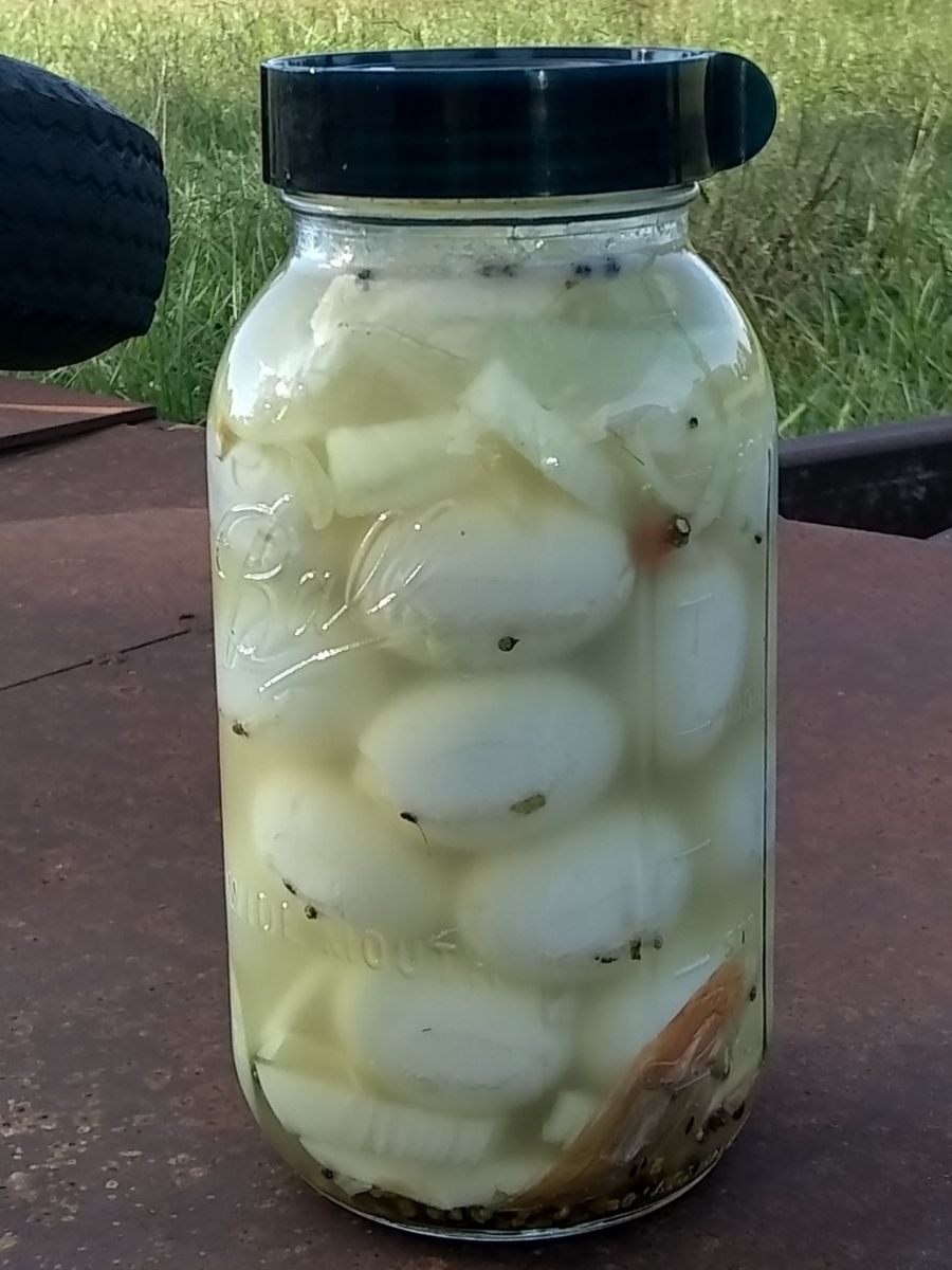 Fermented eggs - make probiotic eggs in a zesty brine – Food For Life ...