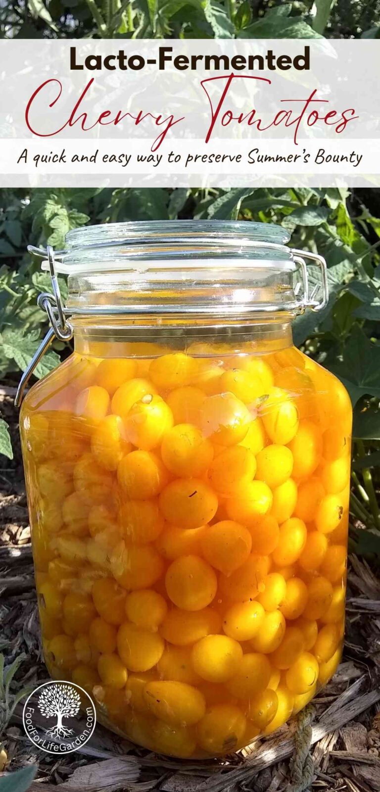 Fermented cherry tomatoes, quick and easy to make and delicious! – Food ...