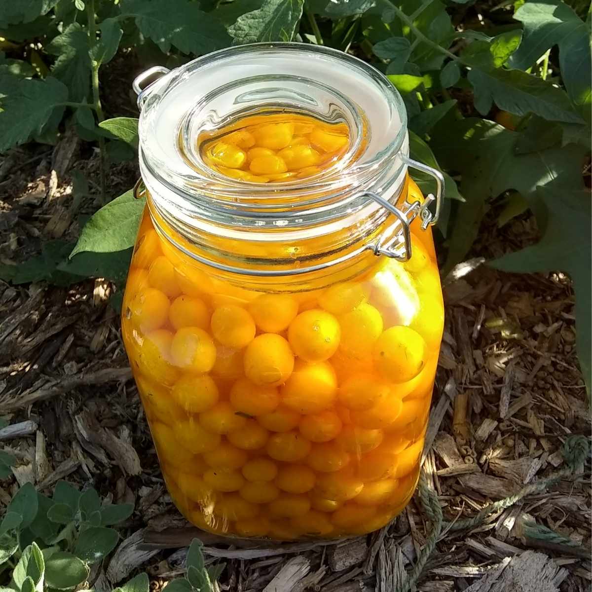 Fermented cherry tomatoes, quick and easy to make and delicious! – Food ...