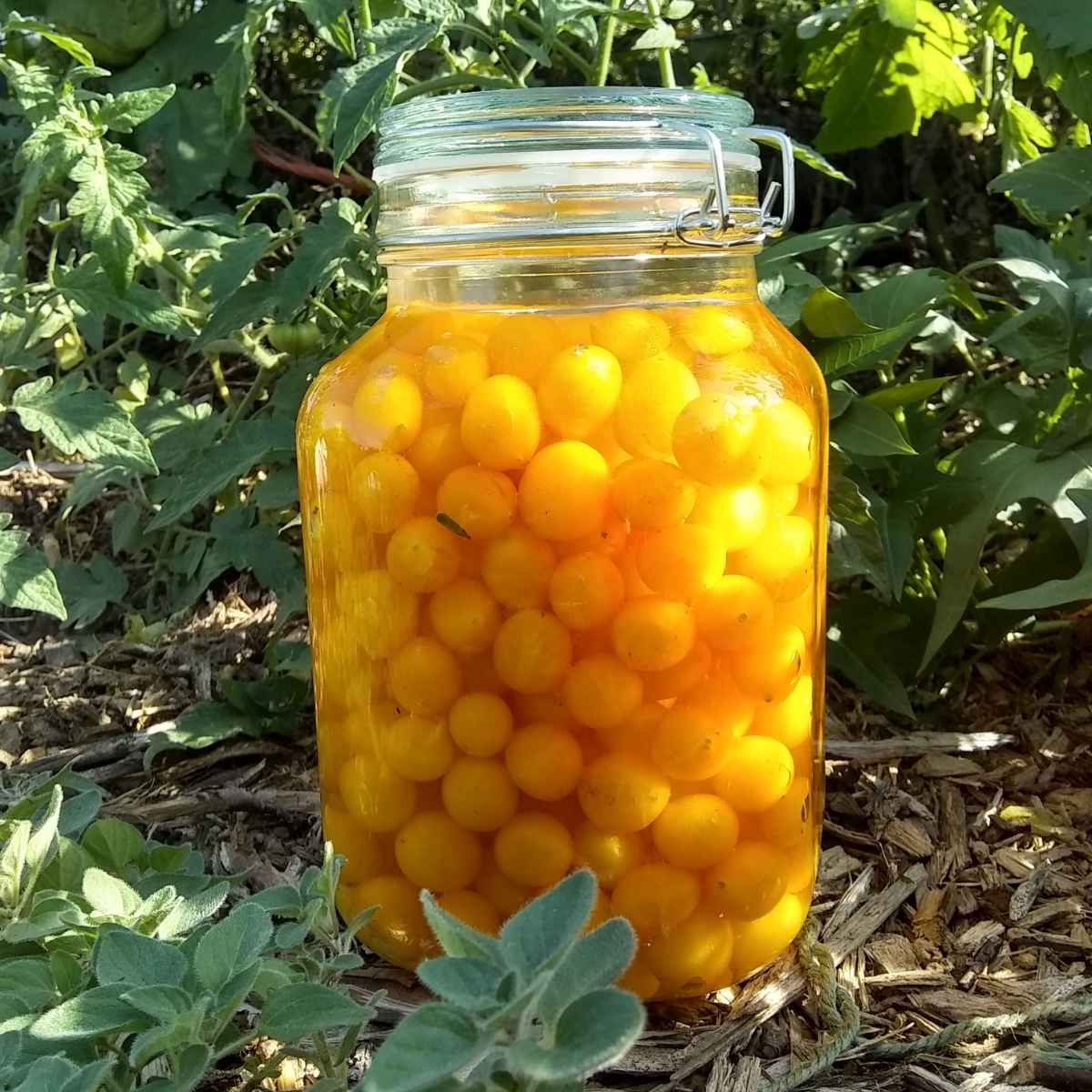 Fermented cherry tomatoes, quick and easy to make and delicious! – Food ...