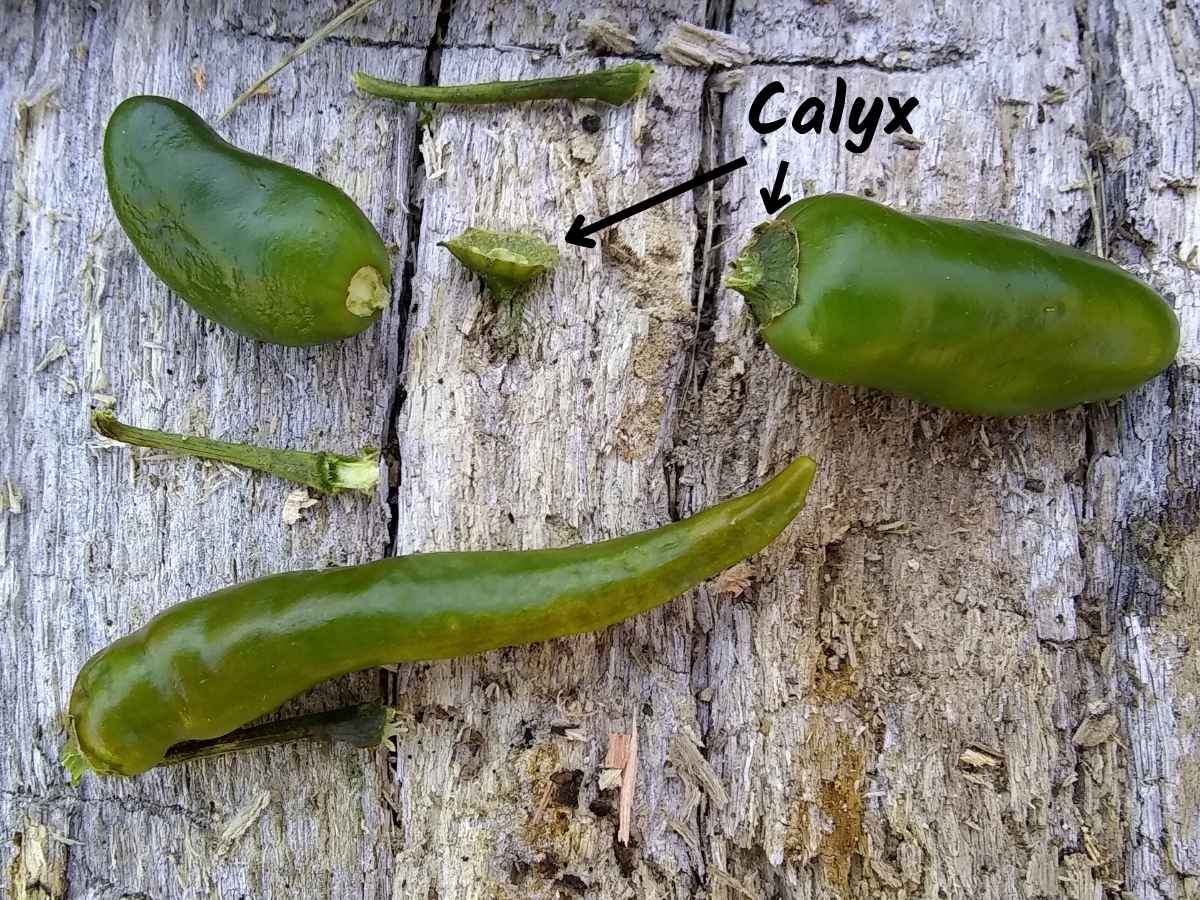 Fermented Chili Paste – ready to use for long term storage – Food For ...