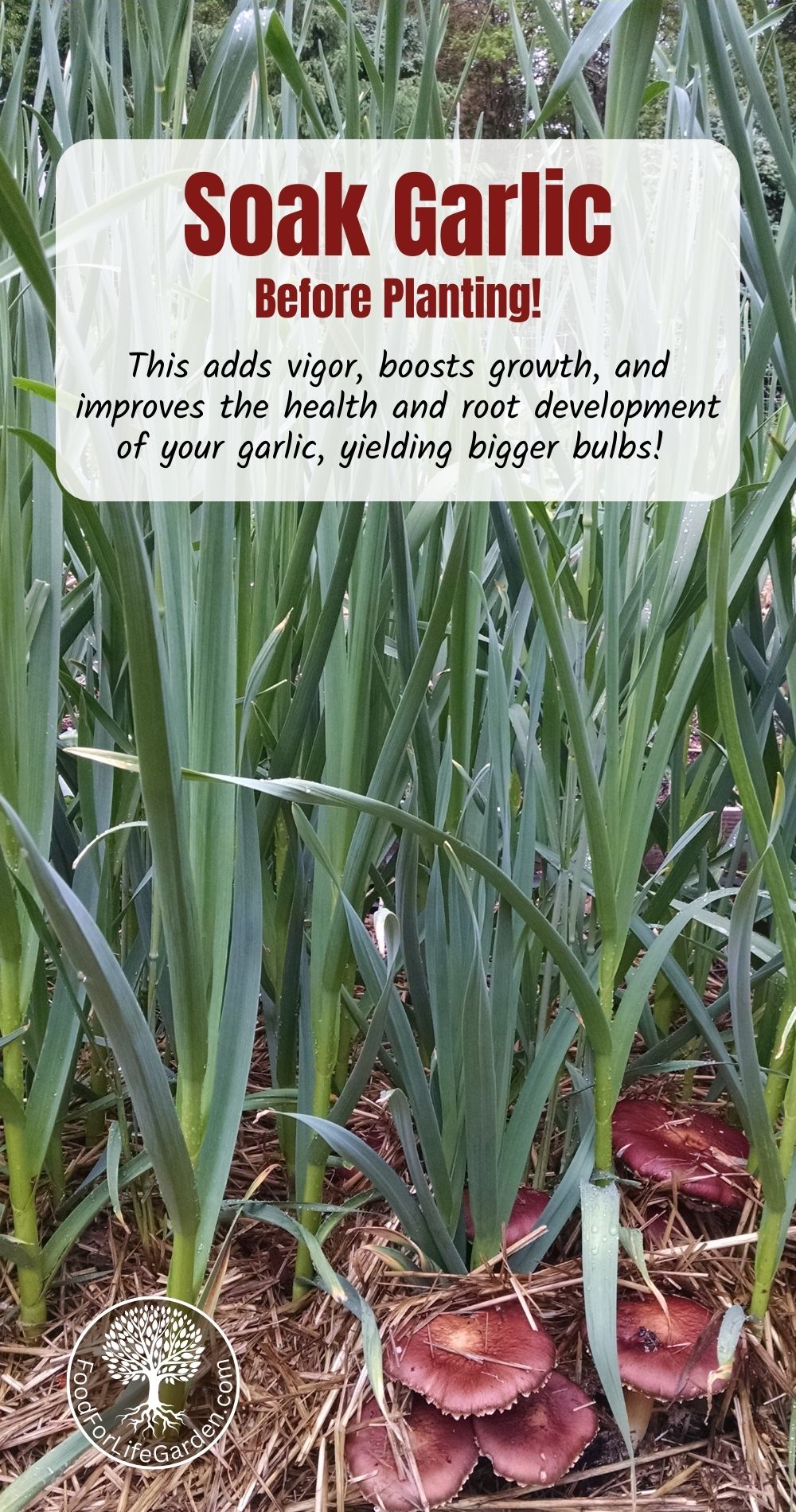 Soak Garlic Before Planting For Bigger Bulbs! – Food For Life Garden