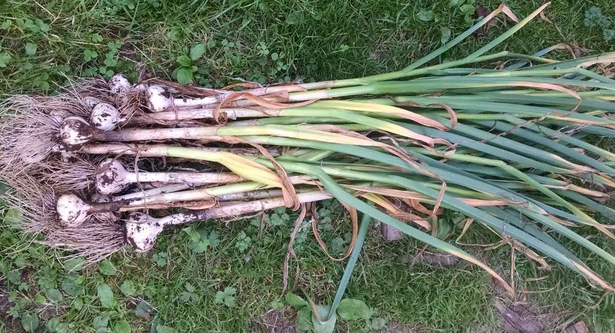 Soak Garlic Before Planting For Bigger Bulbs! – Food For Life Garden
