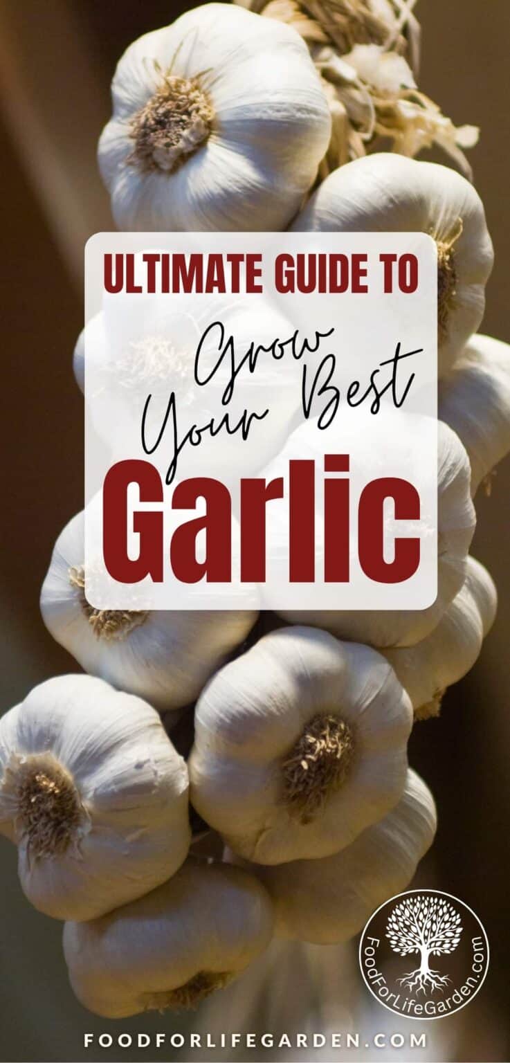 Soak Garlic Before Planting For Bigger Bulbs! – Food For Life Garden