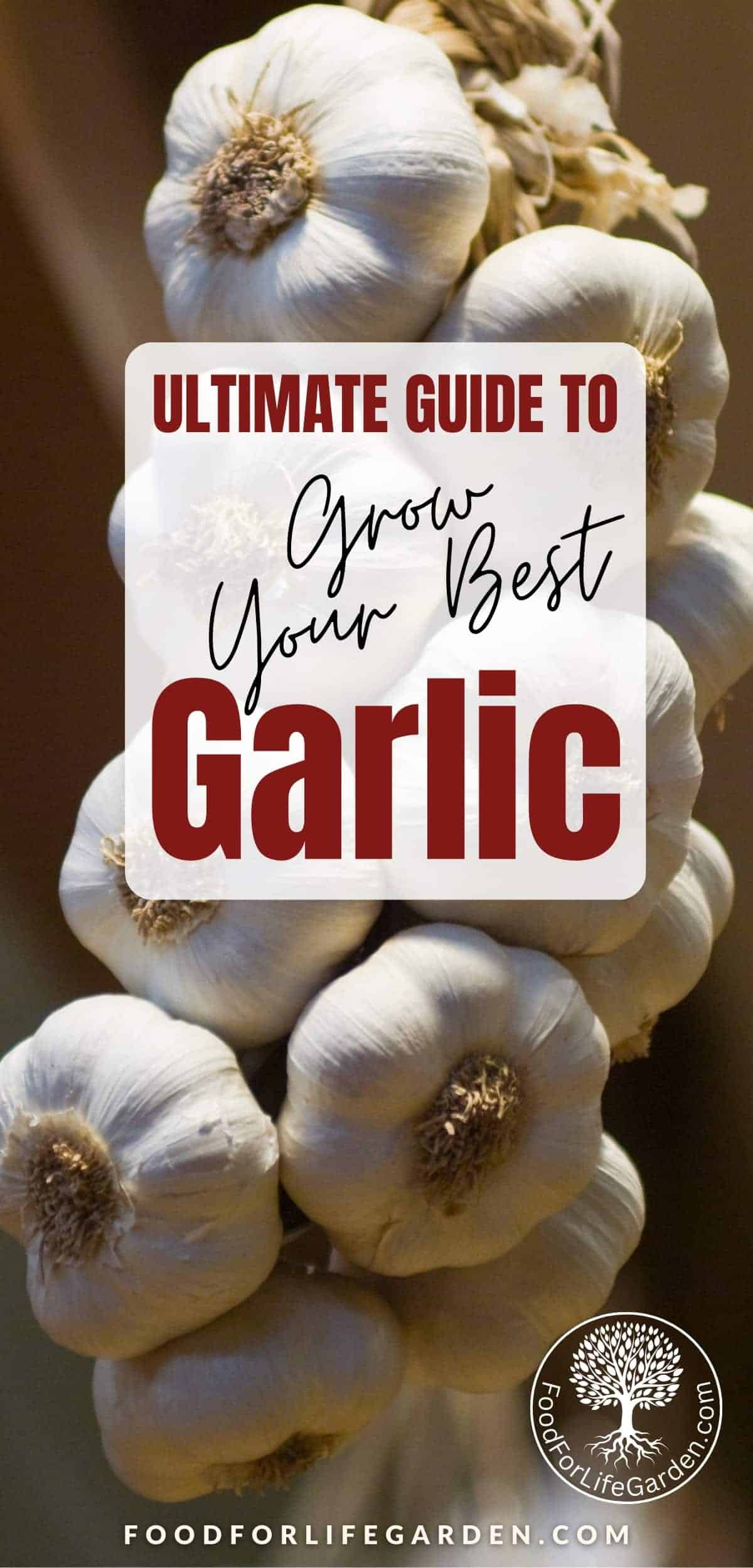 Soak Garlic Before Planting For Bigger Bulbs! – Food For Life Garden