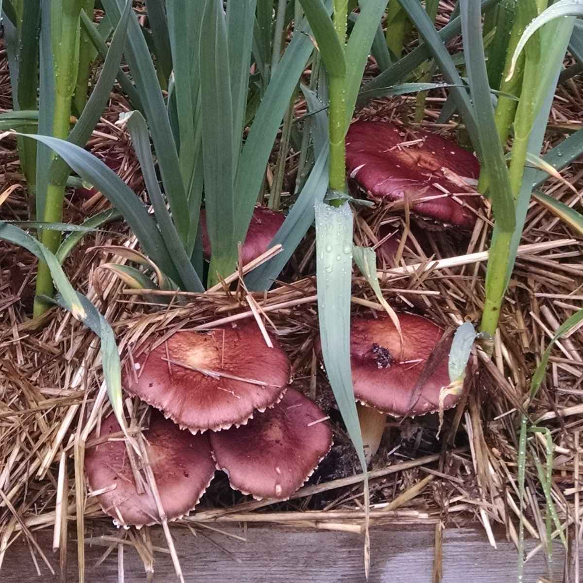 Growing Mushrooms at home in your garden, intentionally! – Food For ...