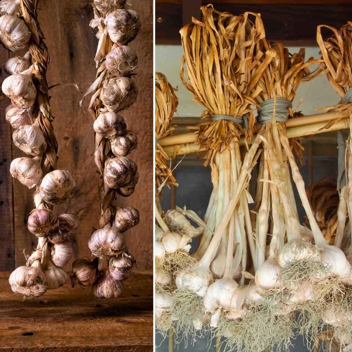 Soak Garlic Before Planting For Bigger Bulbs! – Food For Life Garden