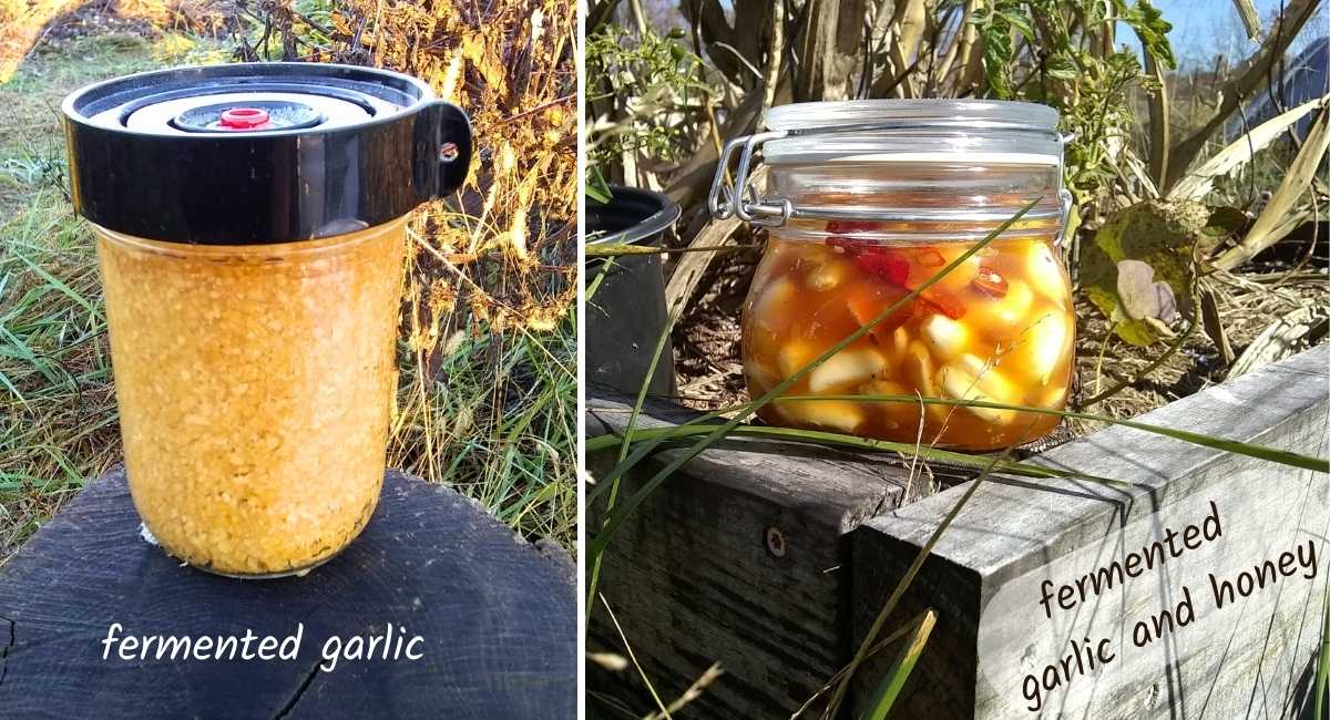 Soak Garlic Before Planting For Bigger Bulbs! – Food For Life Garden