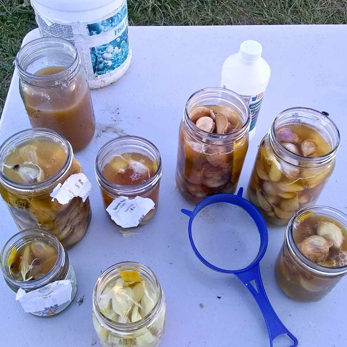 Soak Garlic Before Planting For Bigger Bulbs! – Food For Life Garden