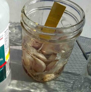 Soak Garlic Before Planting For Bigger Bulbs! – Food For Life Garden